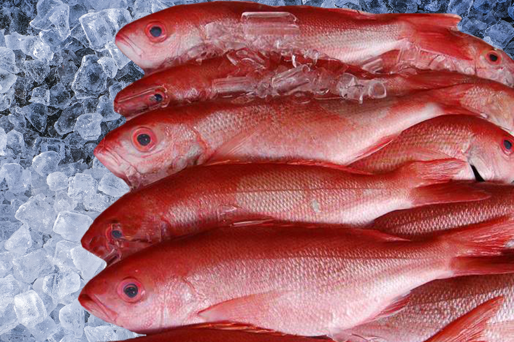 B Liner Snapper WBH Seafood LLC B Liner Snapper WBH Seafood LLC